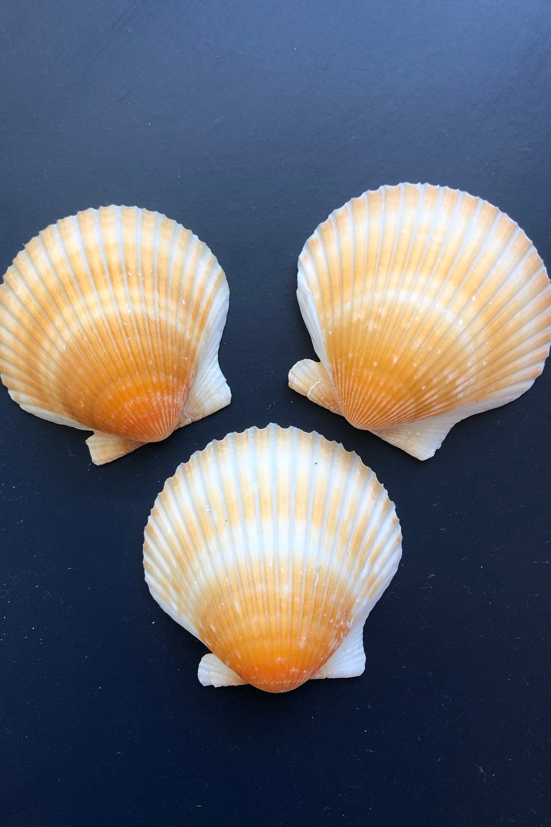 Orange Scallop Shells Seashells Caught in Crystal River, FL Rare All ...