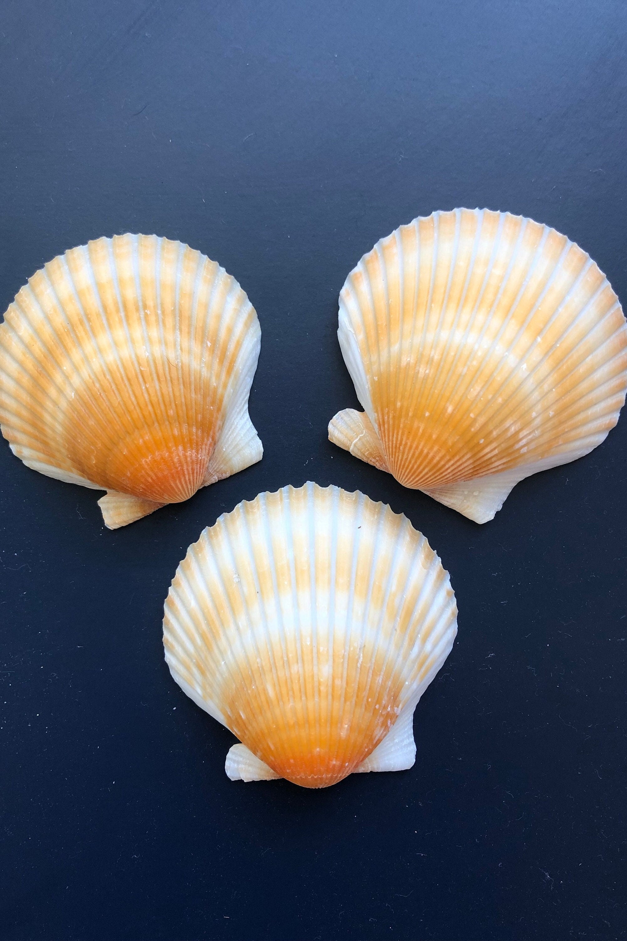 Scallop Shell Inside
