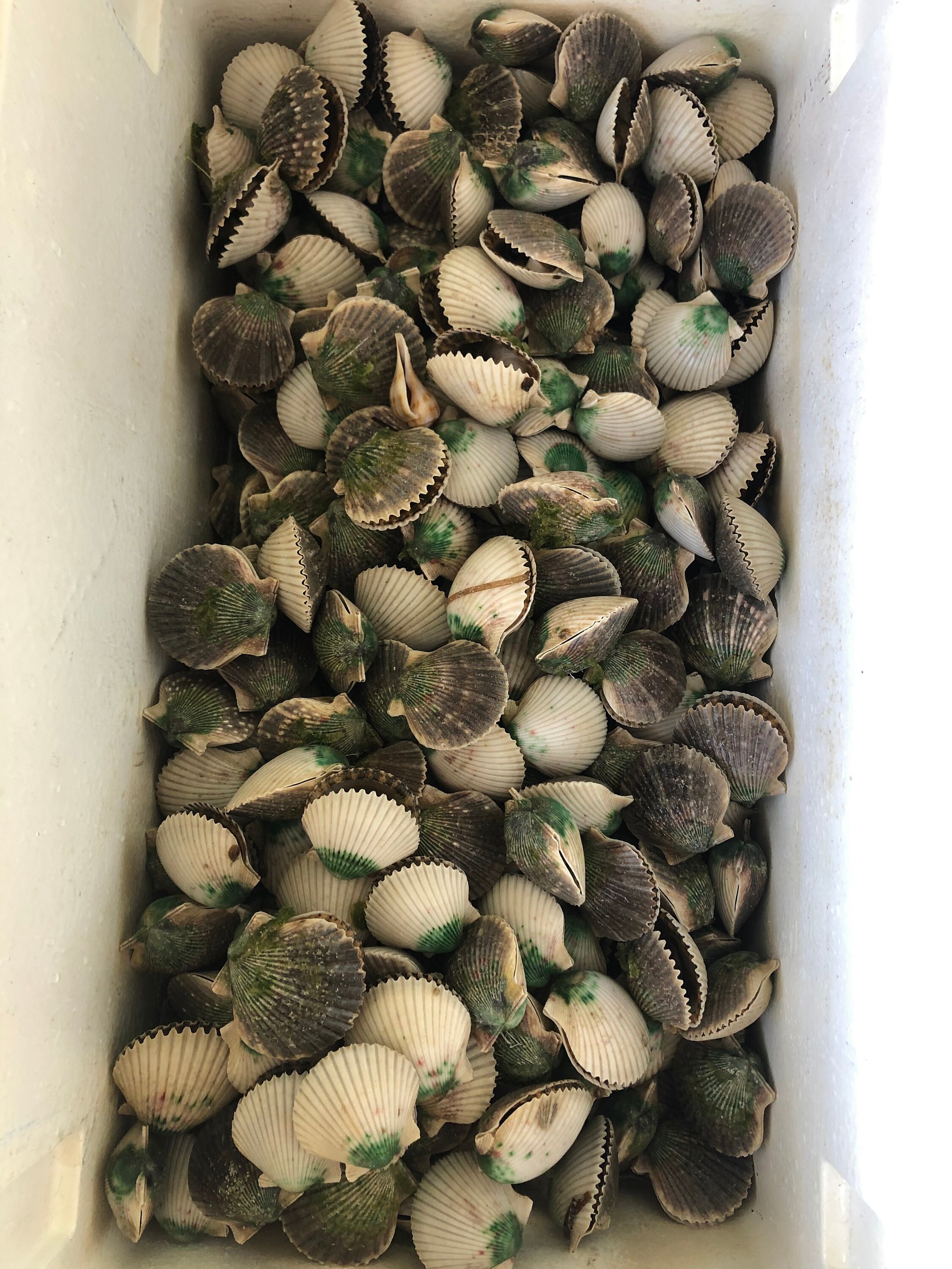 Orange Scallop Shells Seashells Caught in Crystal River, FL Rare All ...