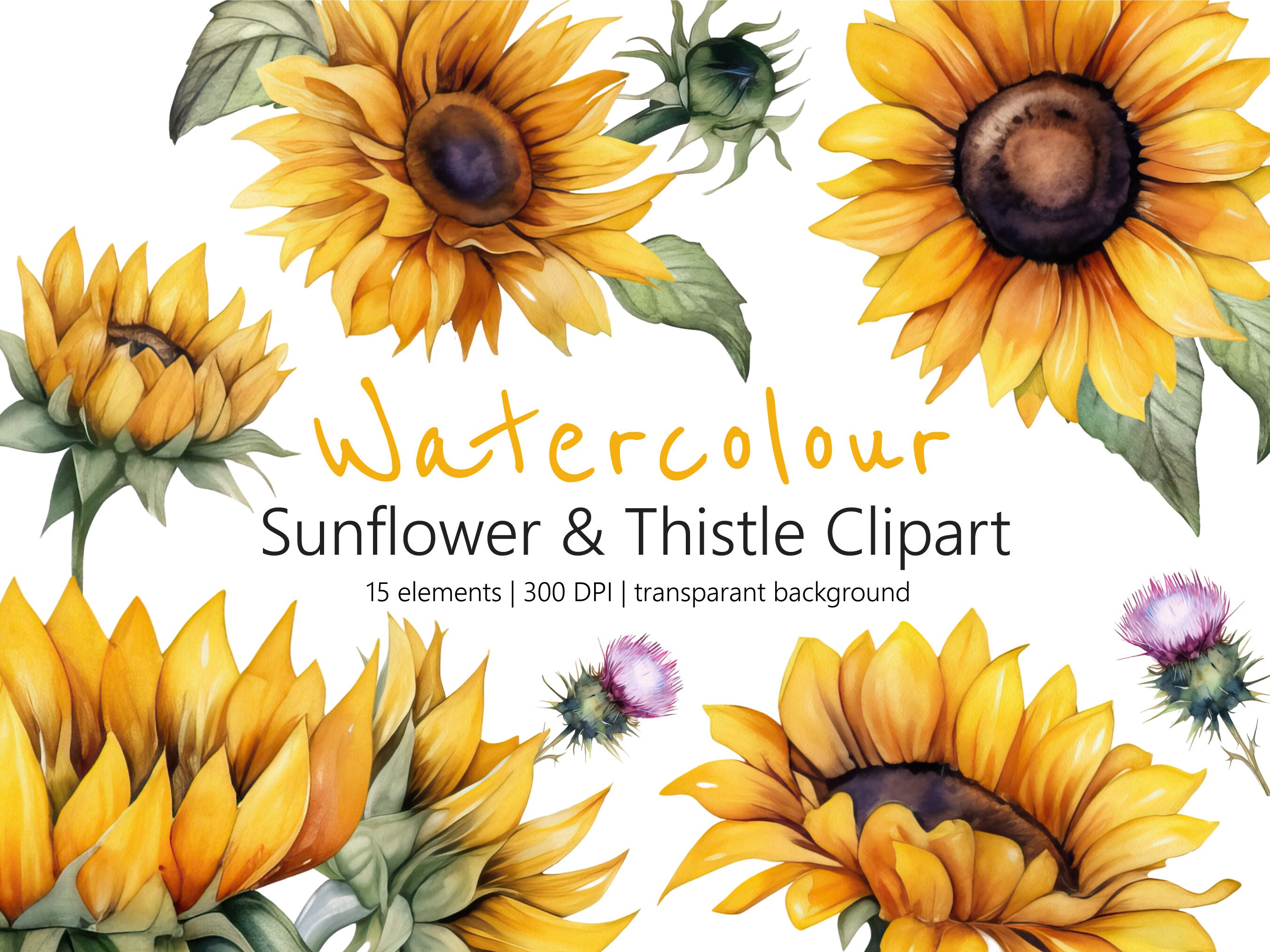 Watercolour Sunflower & Thistle Clipart - Individual Floral Elements ...
