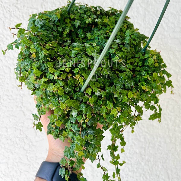 String of Frogs - Etsy