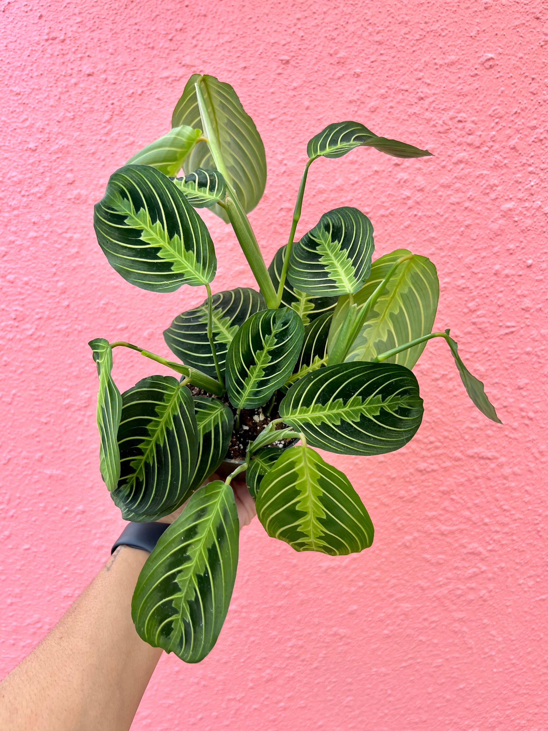 Maranta Lemon Lime Pot 4 Indoor Plants Houseplant Tropical Foliage Pet ...