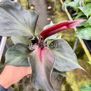 Philodendron Red Heart Plant - 4" Pot - Tropical Houseplant - Etsy