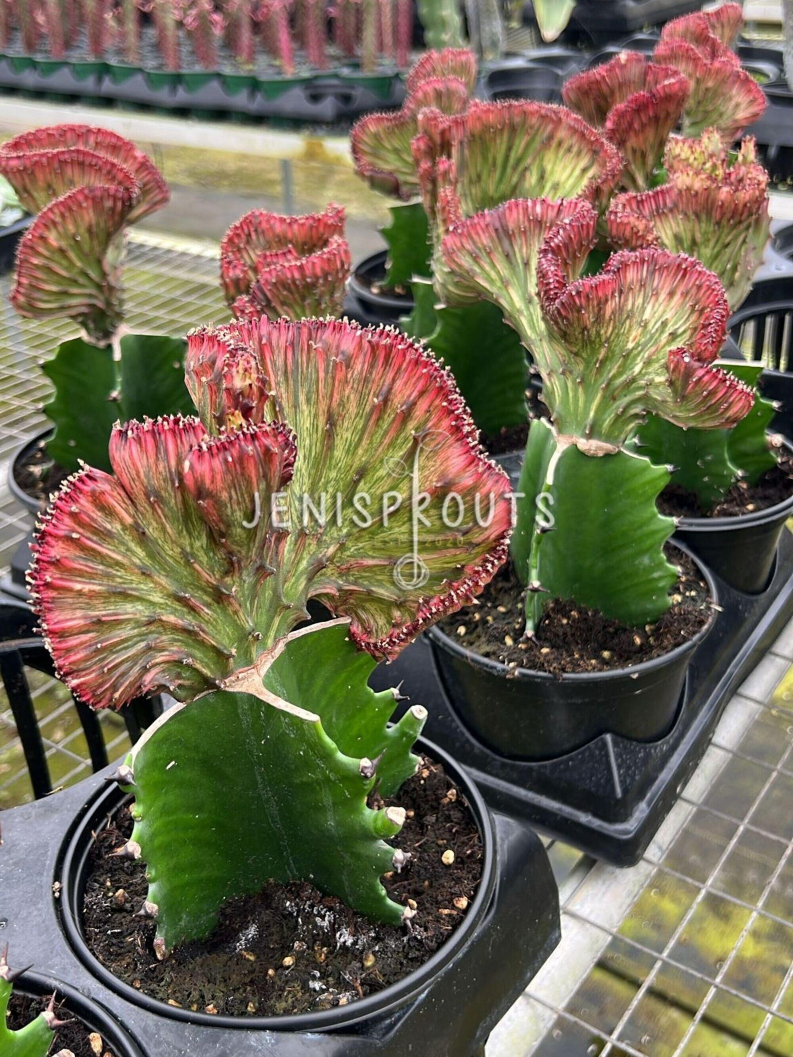 Euphorbia Lactea Cristata Red - Coral Cactus Pot 4” Indoor Plants ...