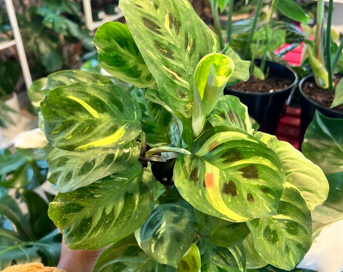Variegated Maranta Beauty Kim 4 Pot ALL PLANTS Require You to Purchase ...