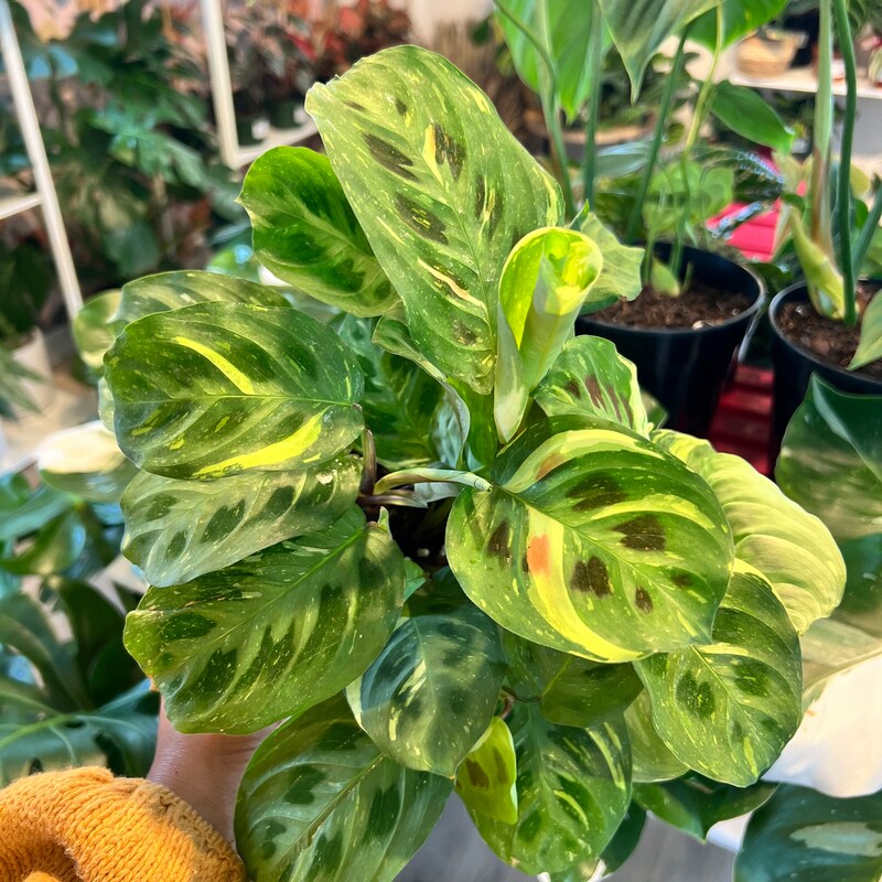 Variegated Plants - Etsy