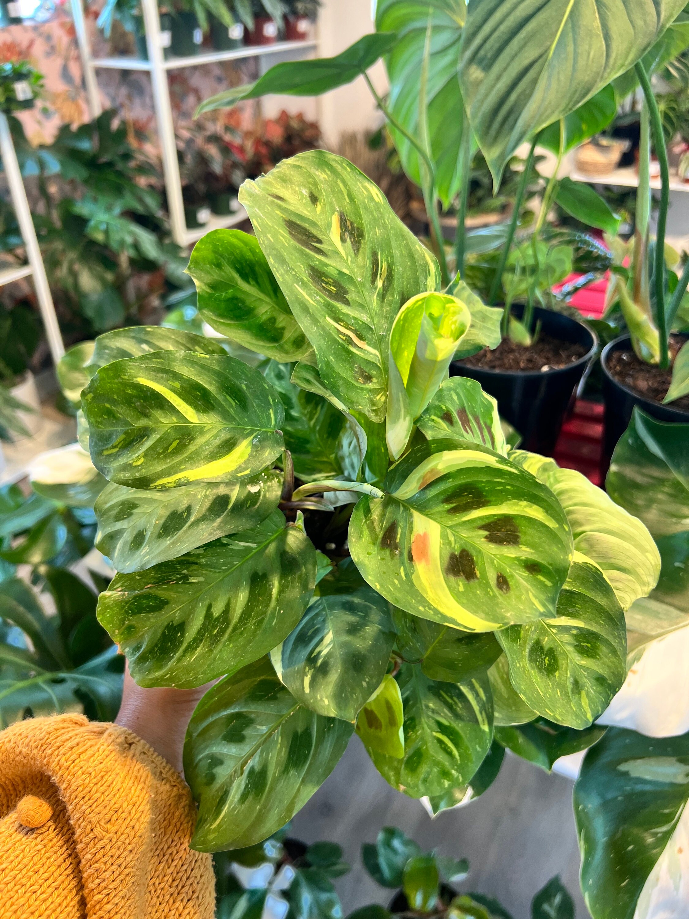 Maranta Variegated Maranta Beauty Kim Pot 6”. Stunning Variegated ...