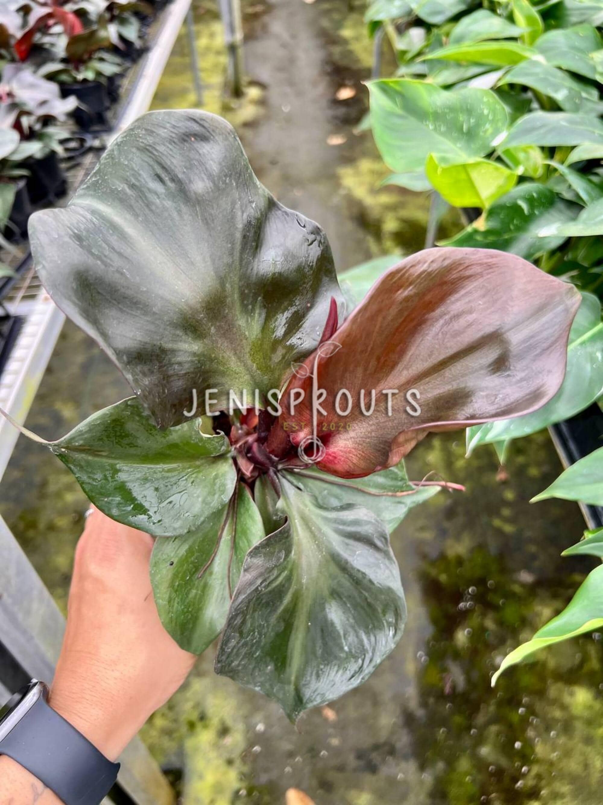Philodendron Red Heart Plant - 4" Pot - Tropical Houseplant - Etsy