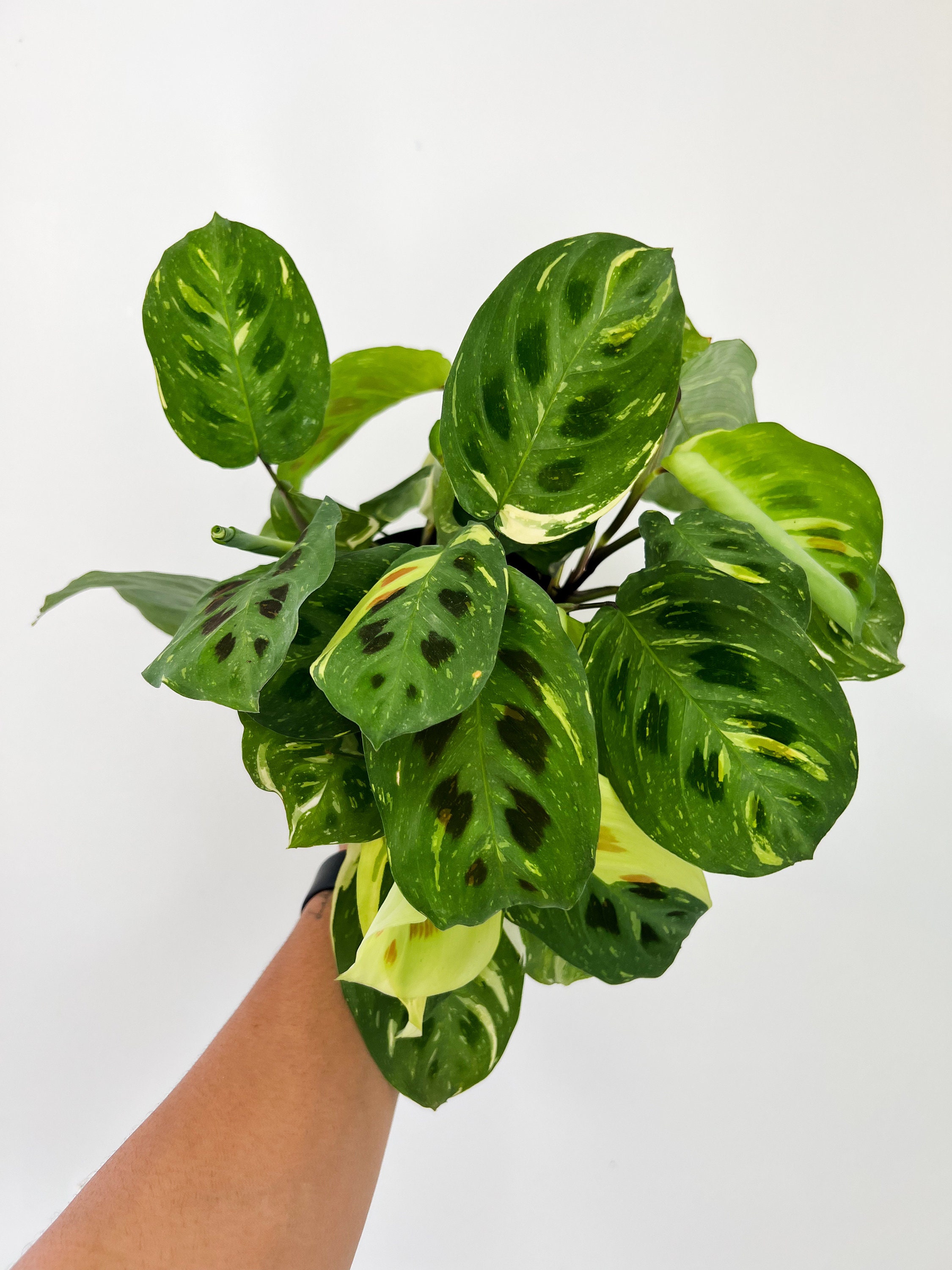 Maranta Variegated Maranta Beauty Kim Pot 6”. Stunning Variegated ...