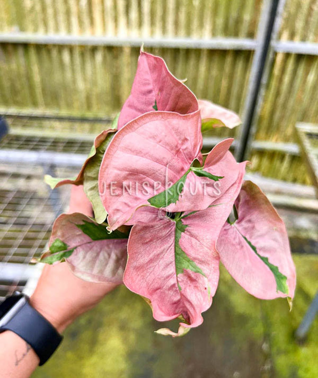 Syngonium Pink Lava Pot 4”. Pink Splashes, Heart-shaped Leaves, Fast ...