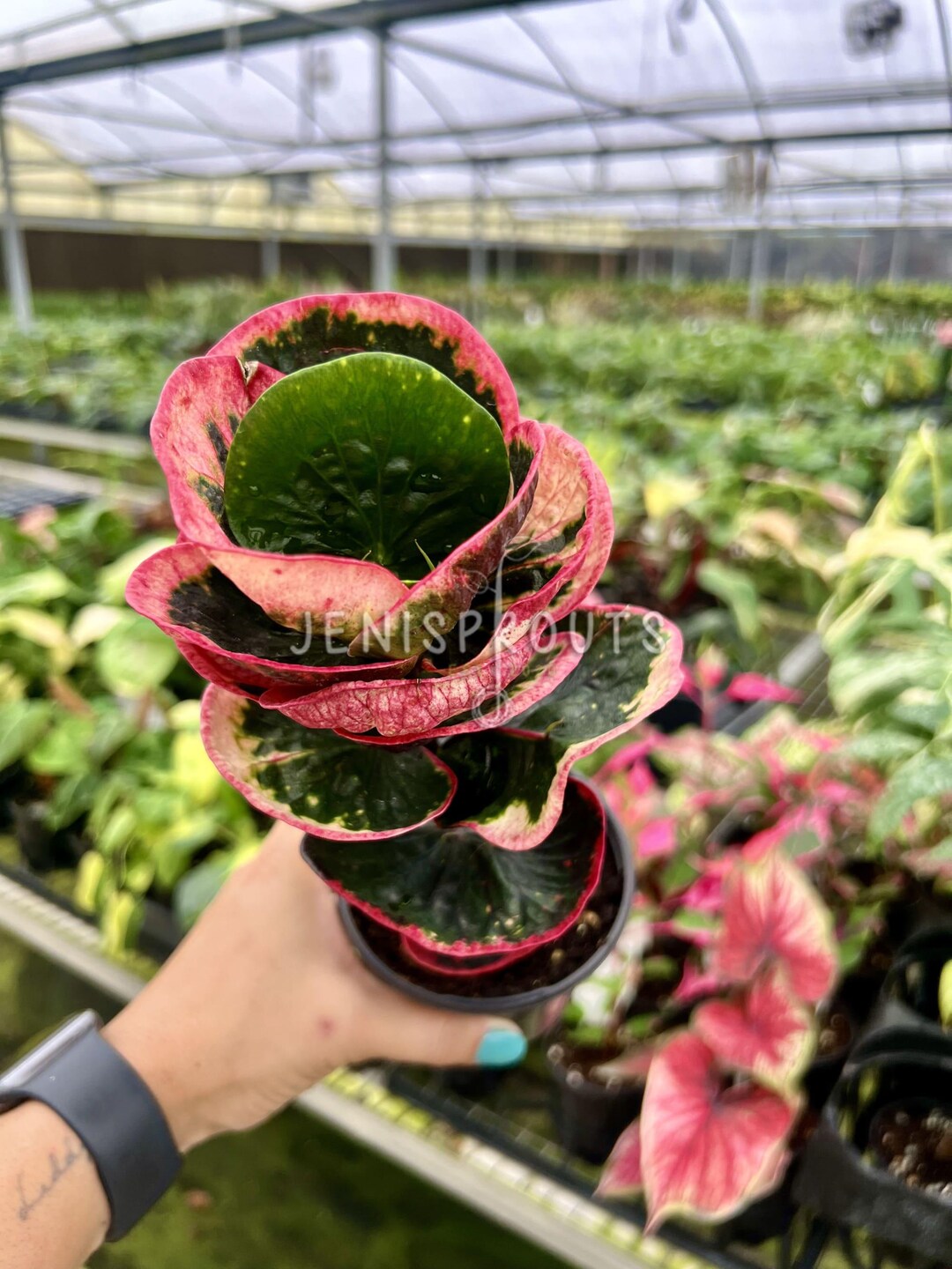 Croton Rose Plant – 4” Pot – Colorful Indoor Foliage – Low Maintenance ...