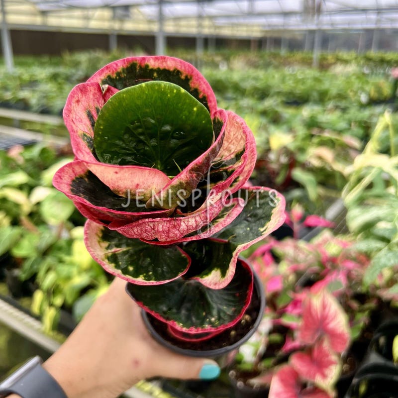 Croton - Etsy