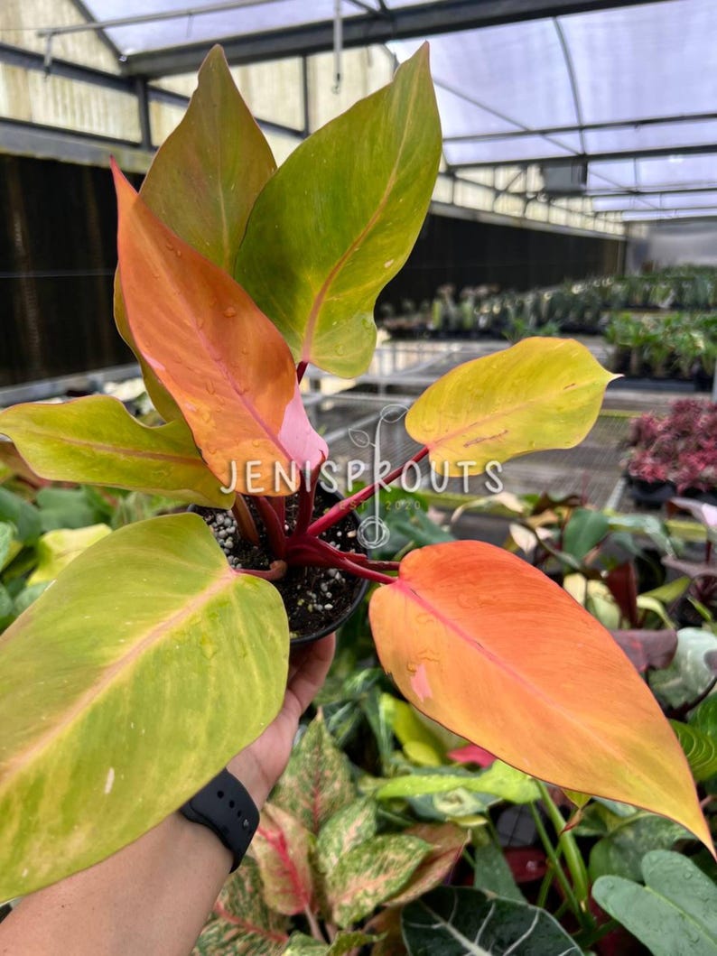 Philodendron Persimmons Princess – Rare Pink Foliage Plant – 4” Pot - Etsy