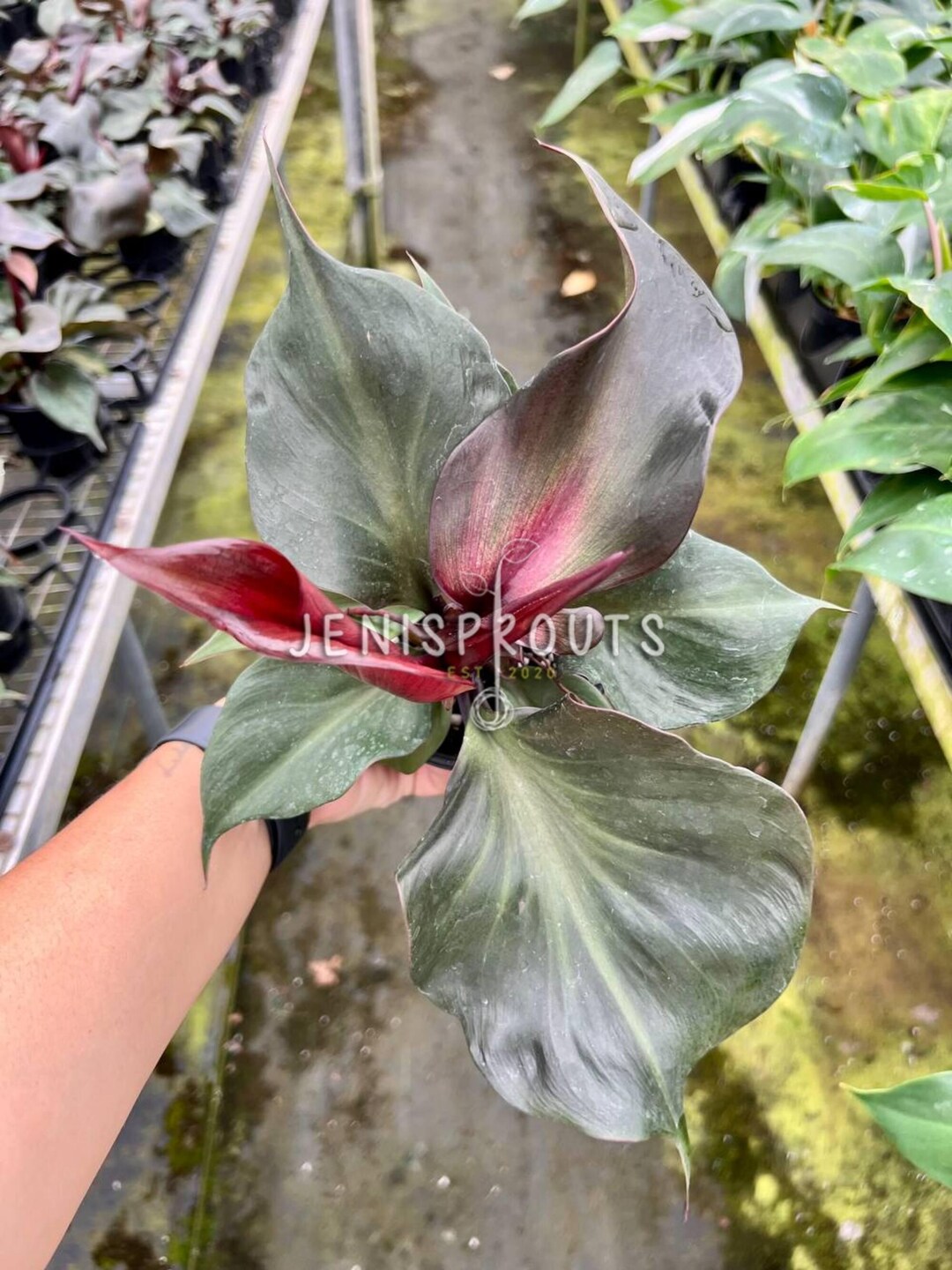 Philodendron Red Heart Plant - 4" Pot - Tropical Houseplant - Etsy