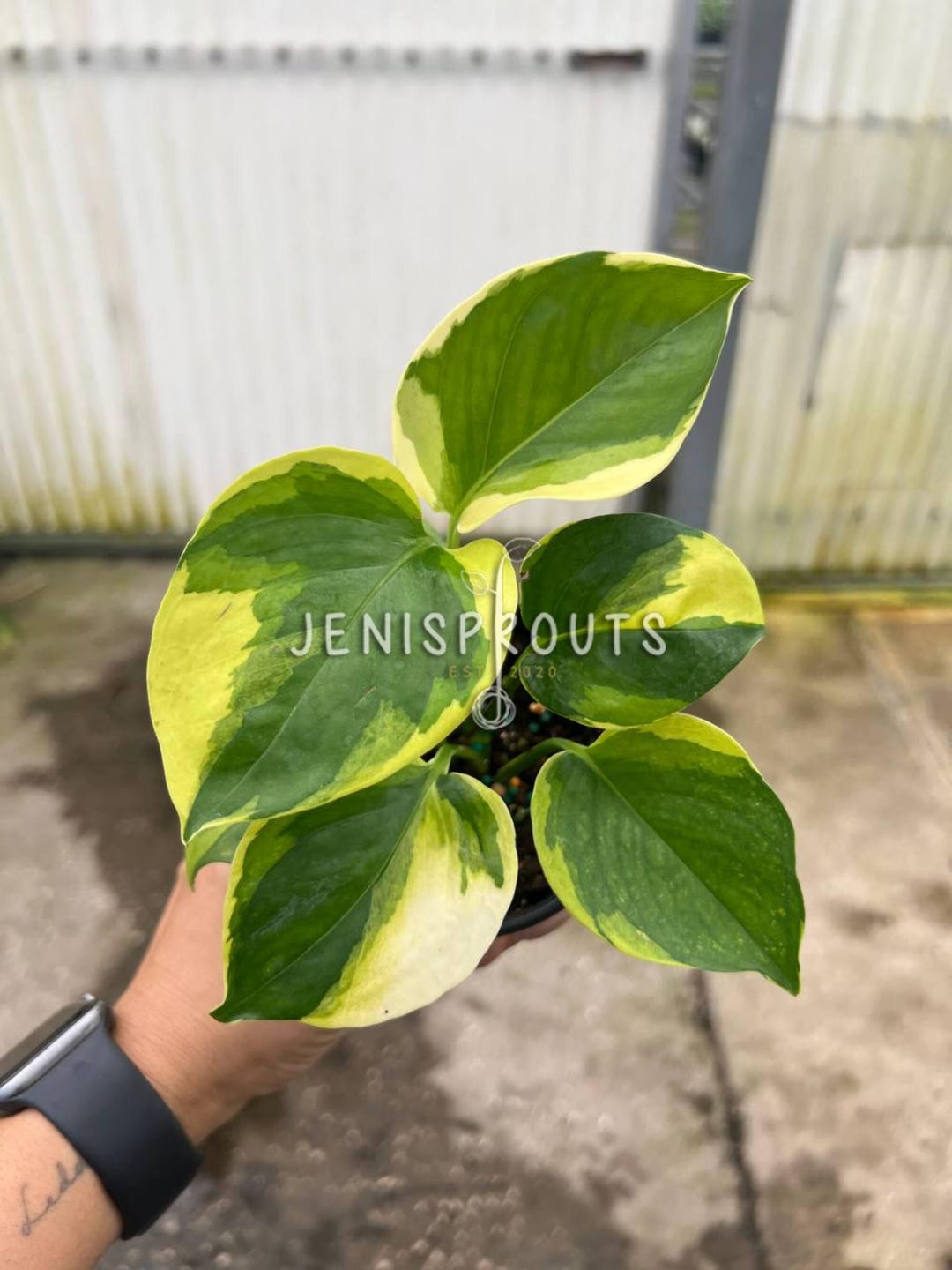 Epipremnum Poonsin Manjula: Variegated Tropical Houseplant - 4" Pot - Etsy