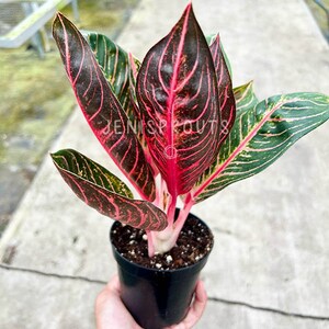 Aglaonema Black Sumatra Pot 4 Houseplant Indoor Plant Colored Leaves ...