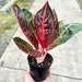 Aglaonema Black Sumatra Pot 4 Houseplant Indoor Plant Colored Leaves ...