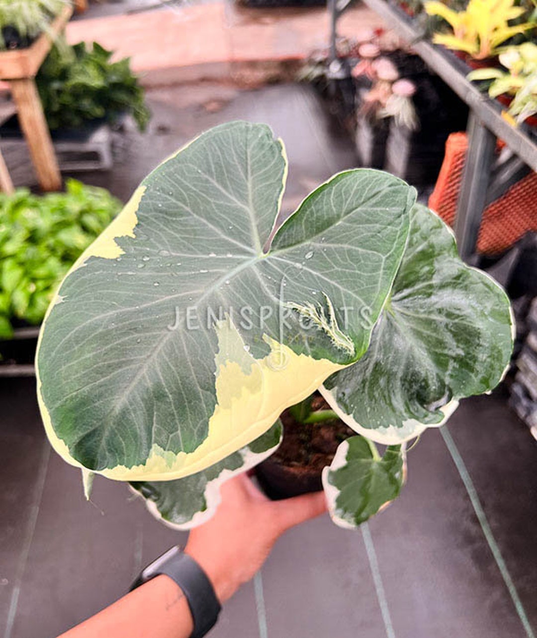 Alocasia Mickey Mouse Xanthosoma Variegated Pot 4” Indoor Plants ...