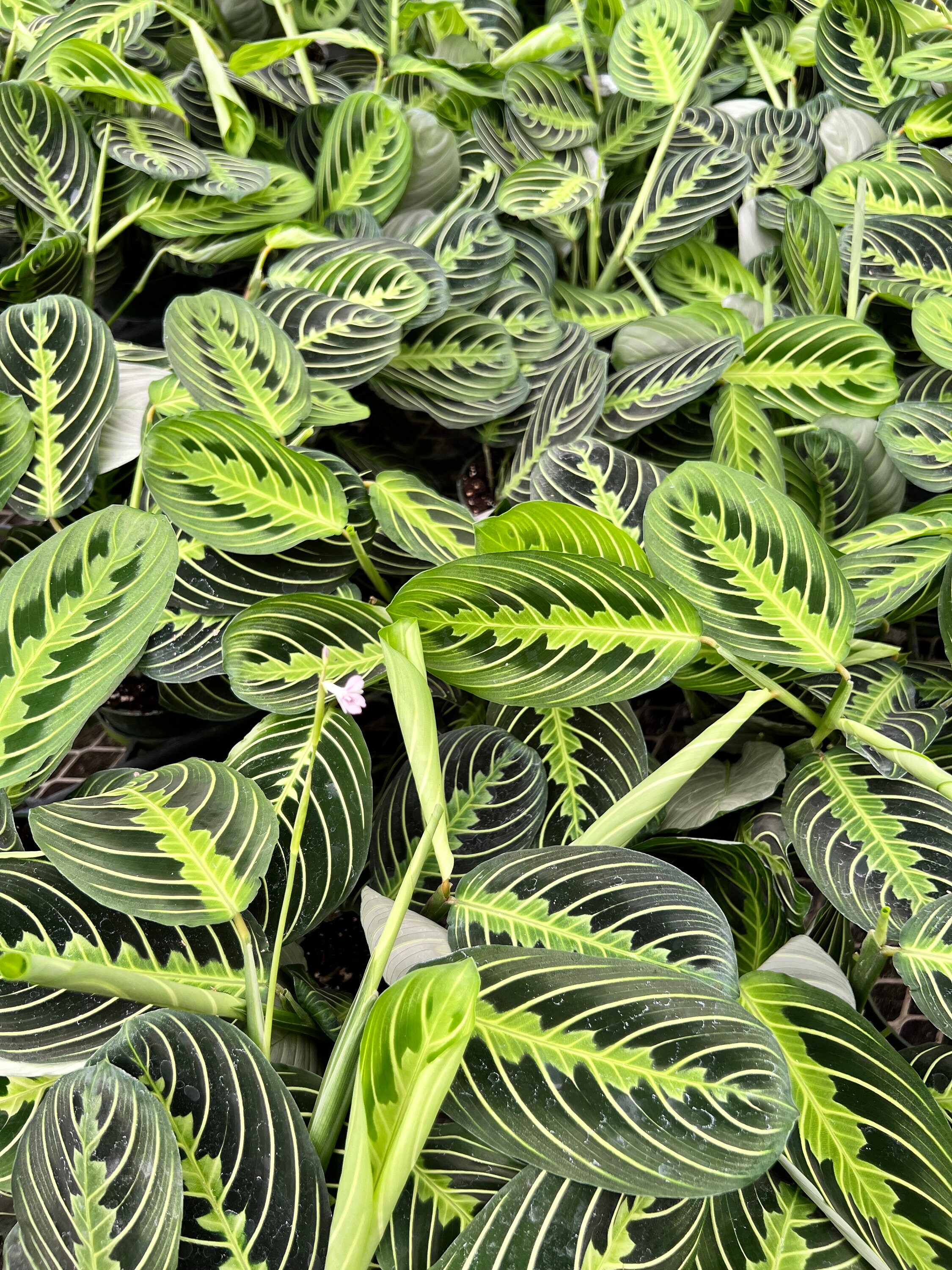 Maranta Lemon Lime Pot 4 Indoor Plants Houseplant Tropical Foliage Pet ...