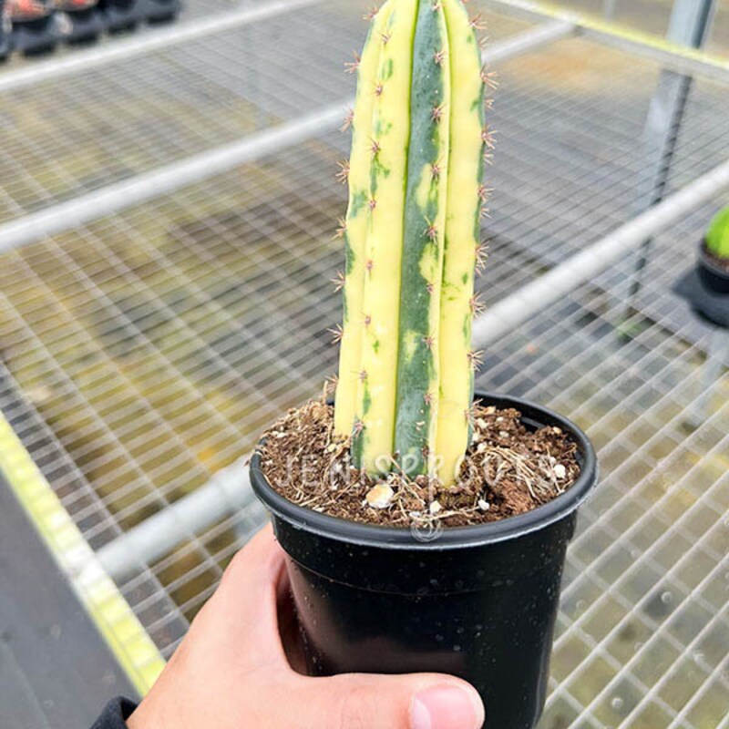 Blue Cactus - Etsy