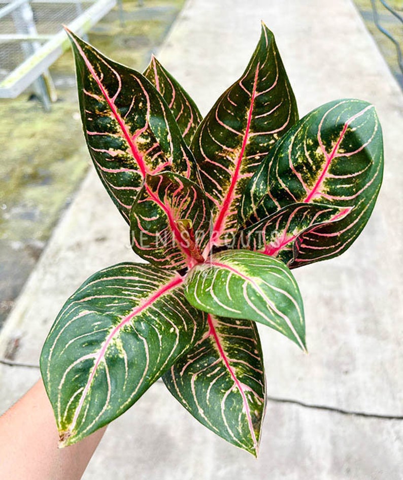 Aglaonema Black Sumatra Pot 4 Houseplant Indoor Plant Colored Leaves ...