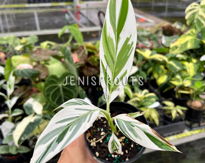 Musa Variegated ‘banana Variegated’ Pot 3”. A Tropical Dream - Indoor ...