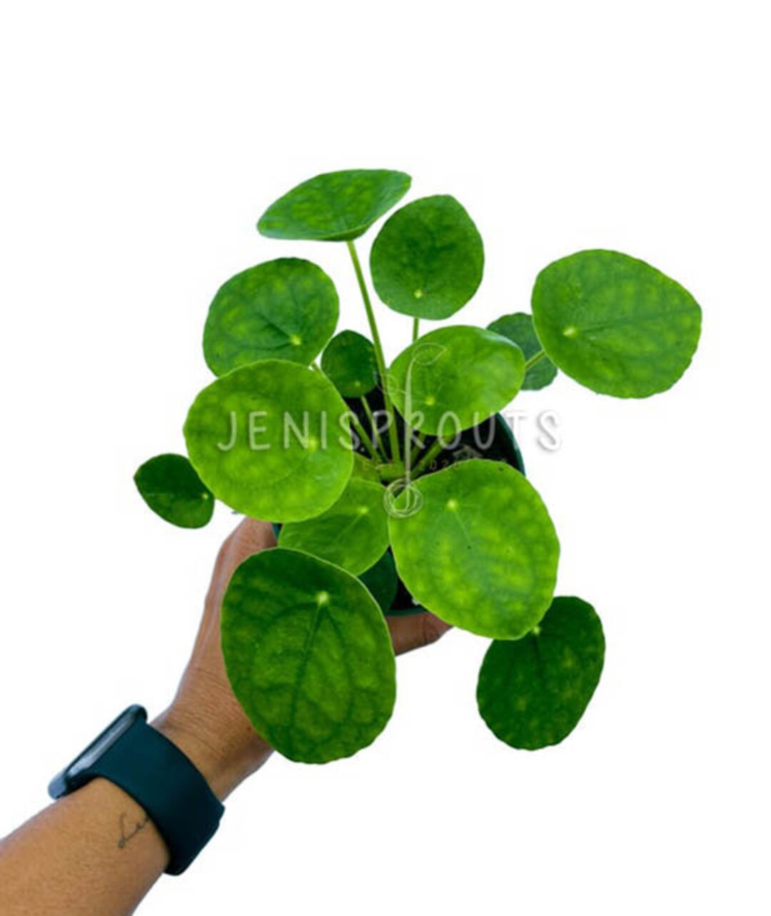 Pilea Peperomioides (chinese Money Plant) Pot 4”. Lucky Charm With Coin ...