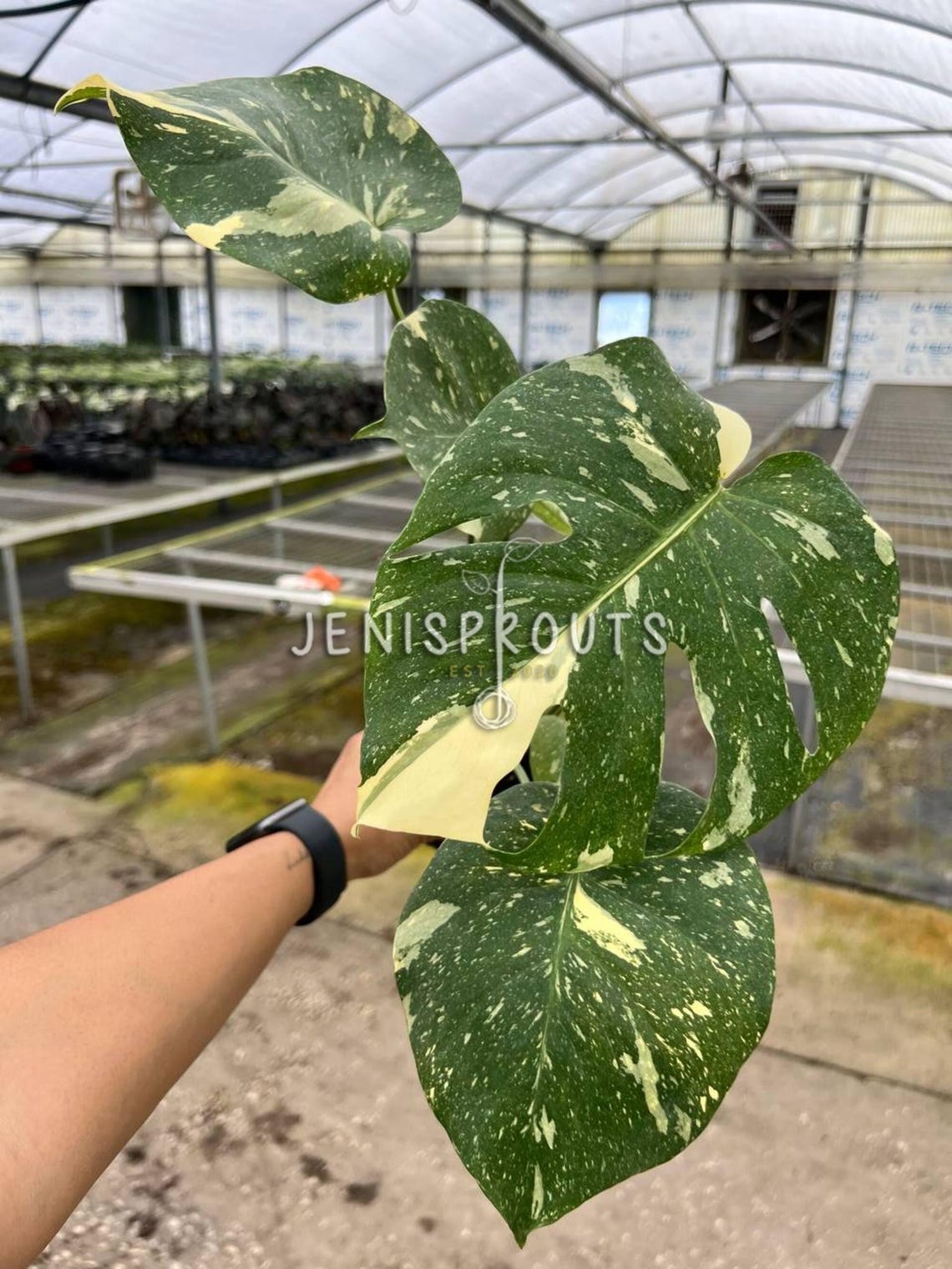 Monstera Thai Constellation: Variegated Indoor Plant - 4" Pot - Etsy