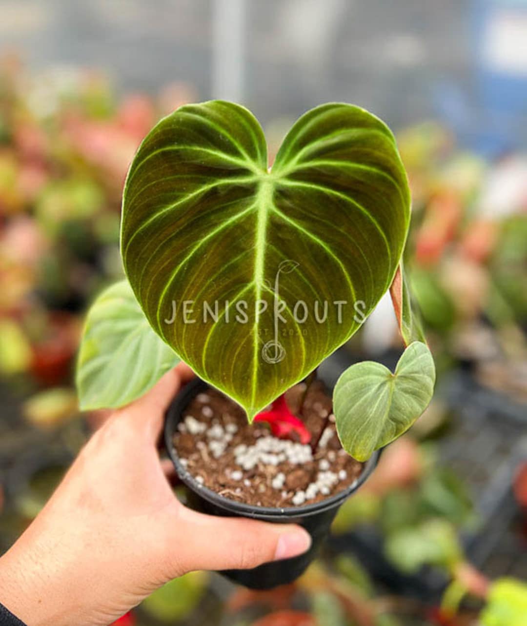 Philodendron El Choco Red Pot 4”- Deep Red Leaves for a Dramatic ...