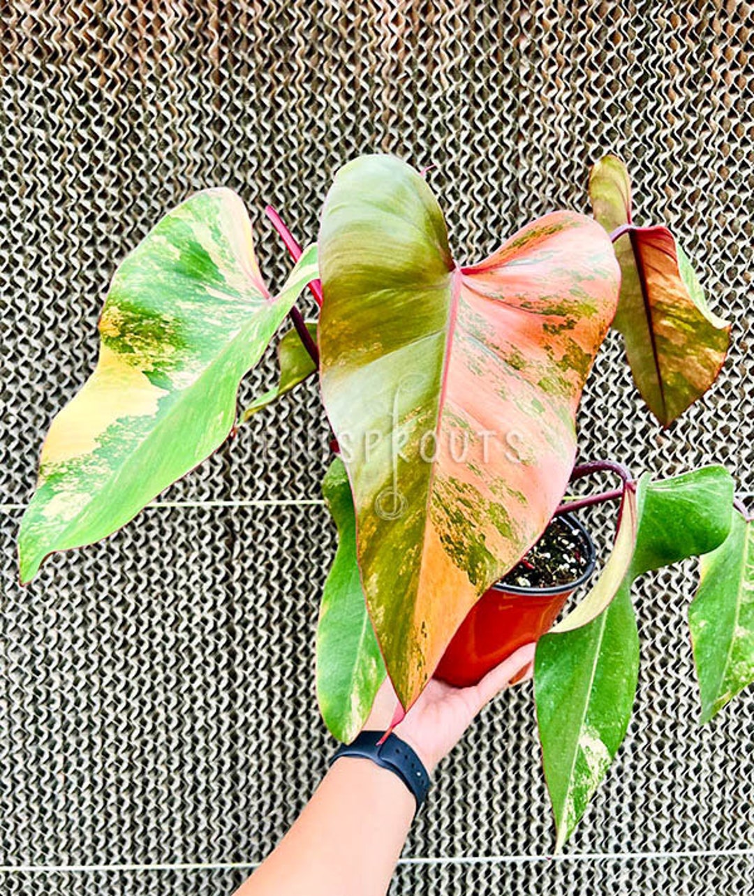 Philodendron Strawberry Shake Pot 6 Indoor Plants Houseplant Tropical ...