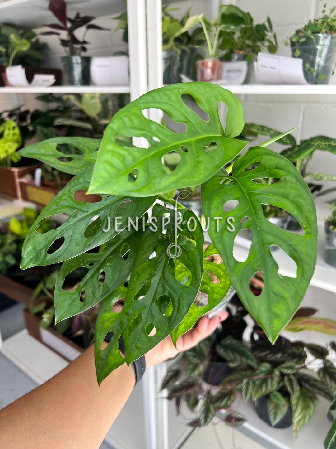 Monstera Adansonii 'swiss Cheese' Pot 4. Iconic Swiss Cheese Leaves for ...