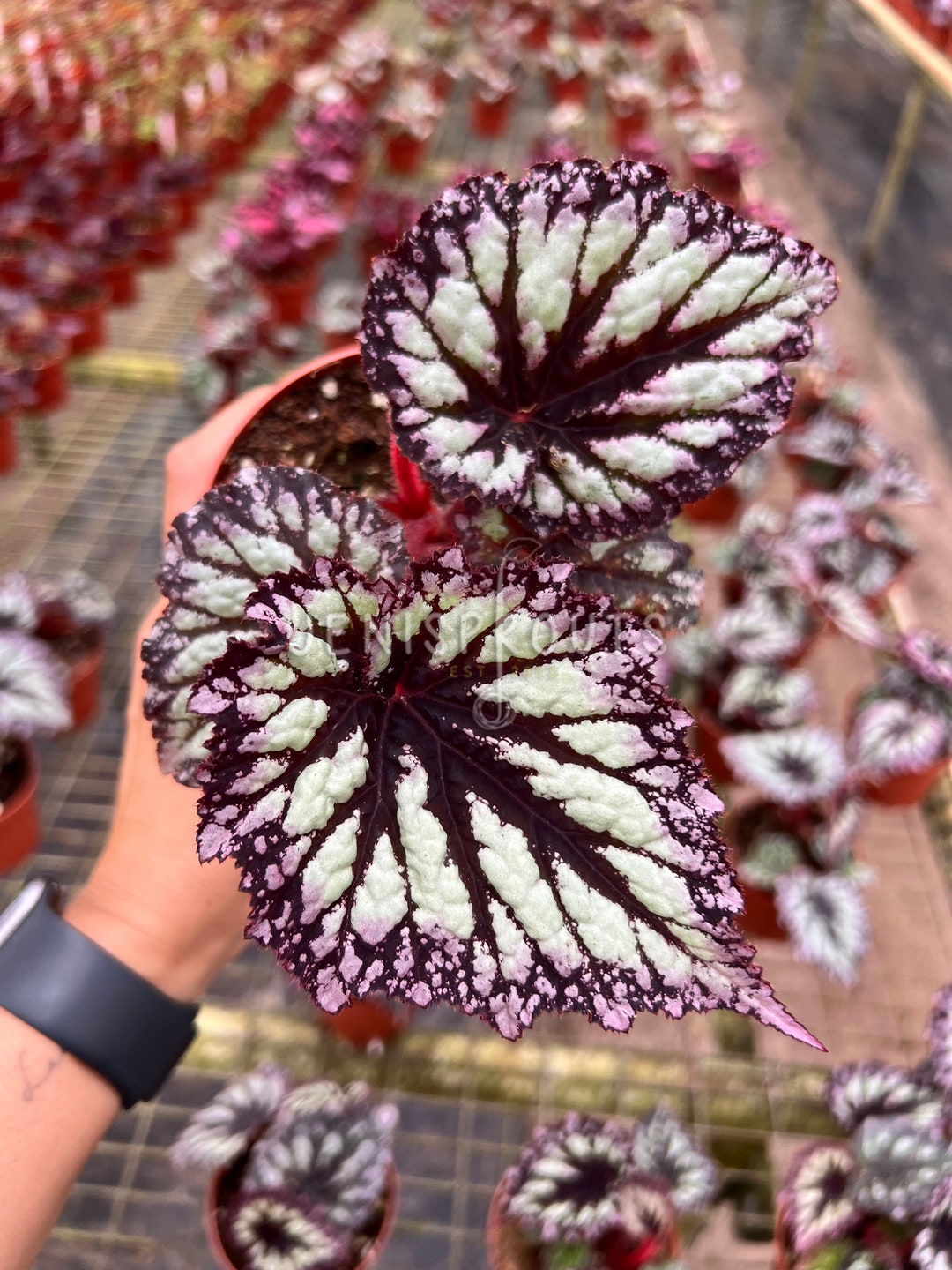 Begonia Harmony’s Starry Night Pot 4” Indoor Plants - Houseplant ...