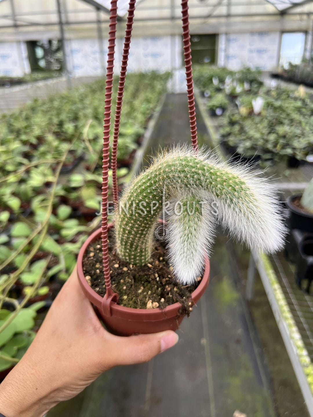 Monkey Tail Cactus Pot 4”. Unique, Furry Appearance for a Playful Touch ...