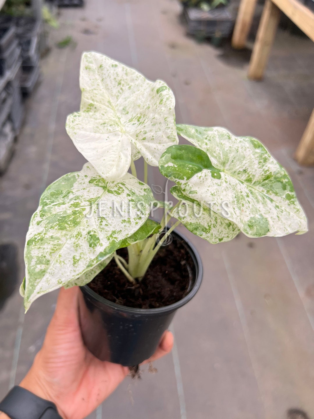 Alocasia Batik Pot 4. Stunning Batik-like Patterns on Leaves Indoor ...