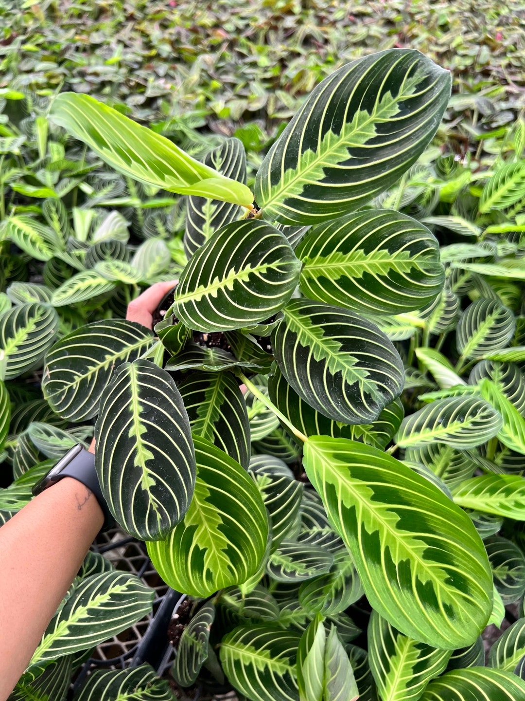 Maranta Lemon Lime Plant 4": Vibrant Tropical Foliage, Pet Friendly - Etsy