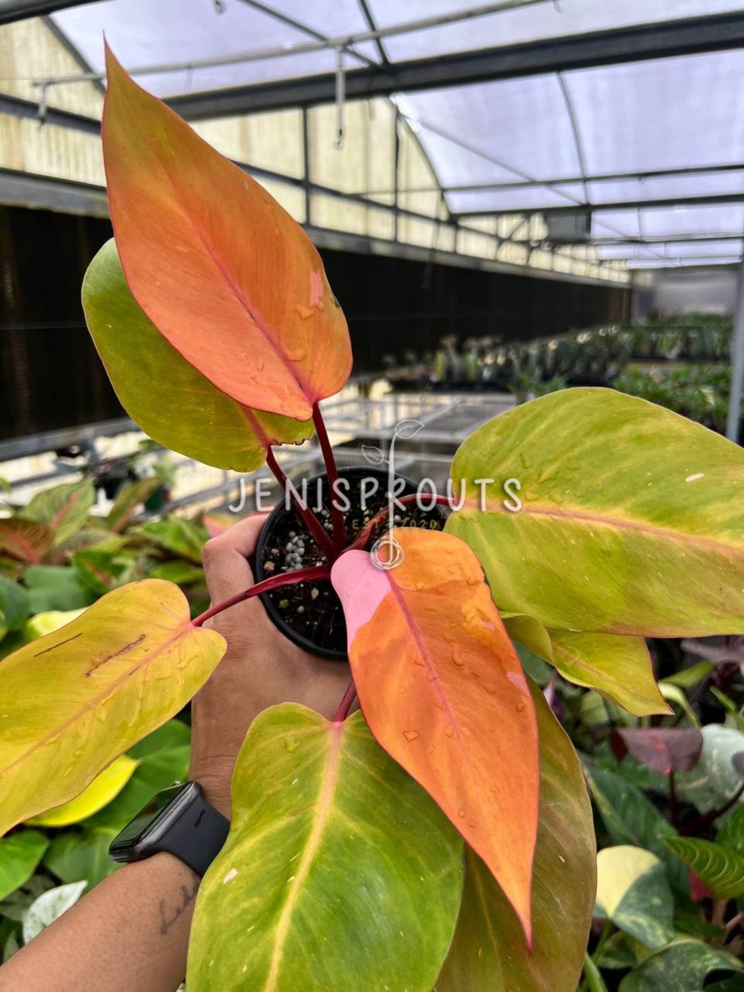 Philodendron Persimmons Princess – Rare Pink Foliage Plant – 4” Pot - Etsy