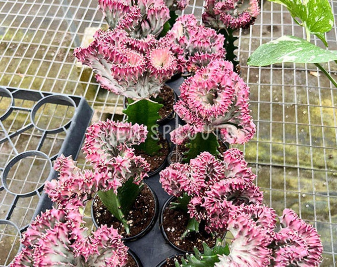 Coral Cactus, Euphorbia Lactea 'cristata - Etsy
