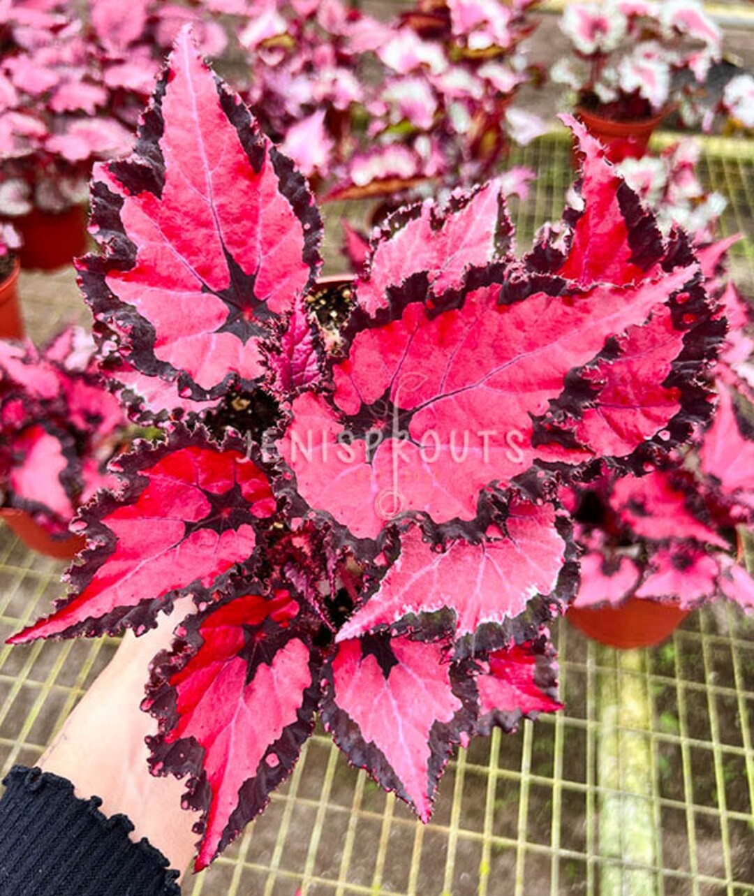Begonia Harmonys Red Robin Pot 6 Indoor Plants Houseplant Tropical ...