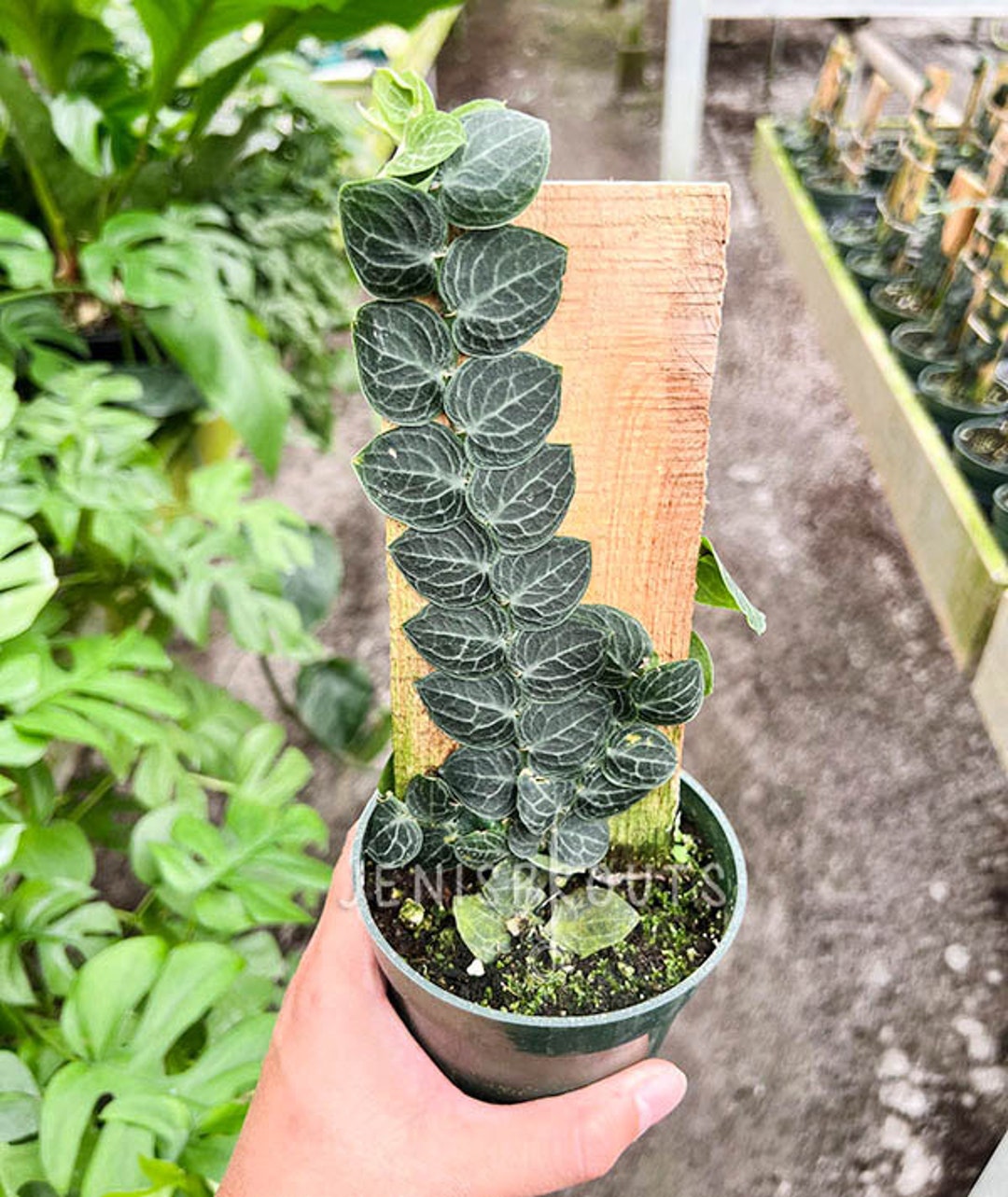 Rhaphidophora 'cryptantha' Pot 4”. Unique, Textured Leaves With a Deep ...