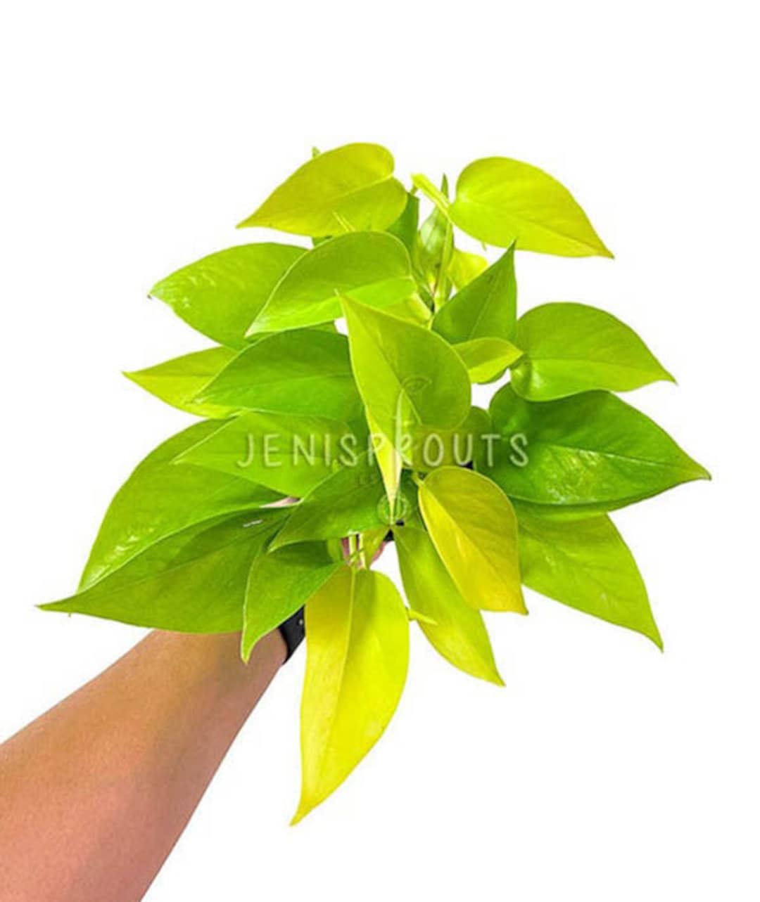Neon Pothos Plant 4": Vibrant Green Indoor Houseplant - Etsy