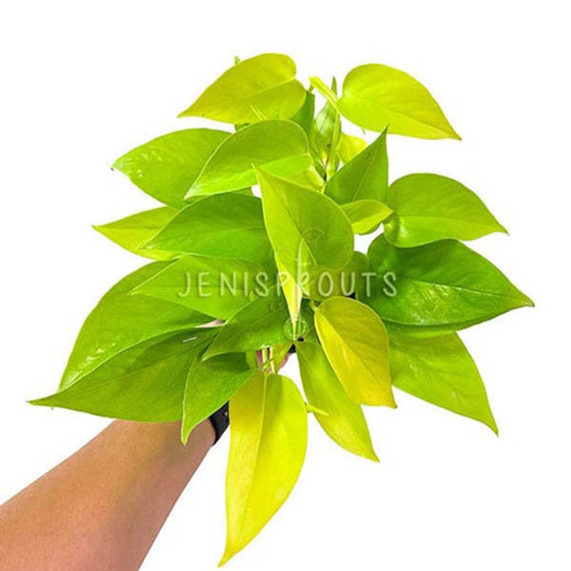 Neon Pothos - Etsy