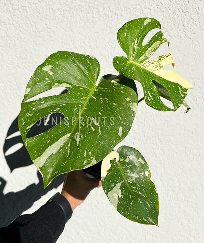 Monstera Thai Constellation: Variegated Indoor Plant - 4" Pot - Etsy