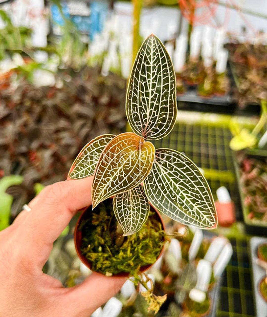 Jewel Orchid Ludochilus Poly Pot 2 Houseplant Tropical Foliage - Etsy