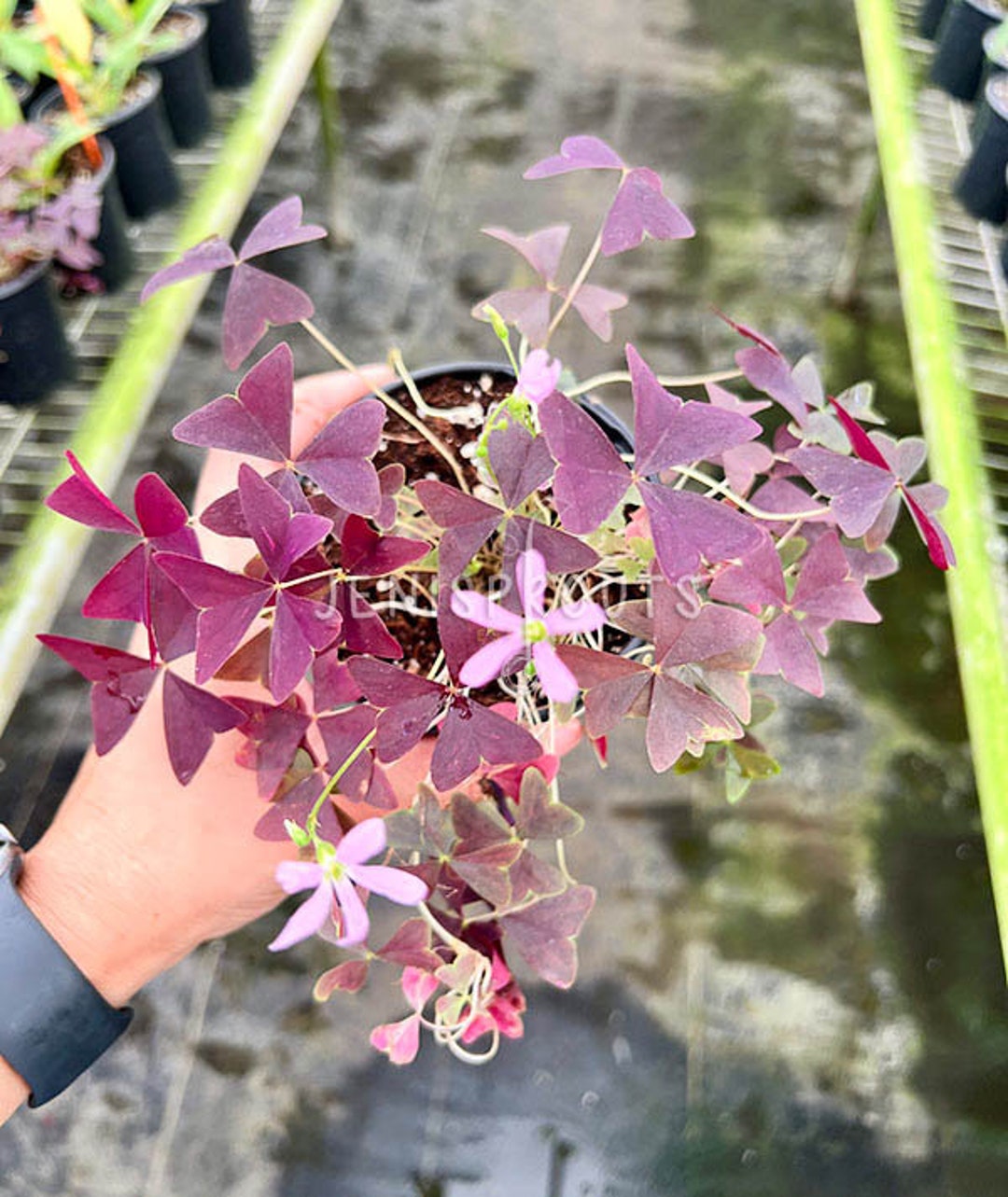 Oxalis Purple Shamrock Pot 4 Indoor Plants Houseplant Tropical Foliage ...