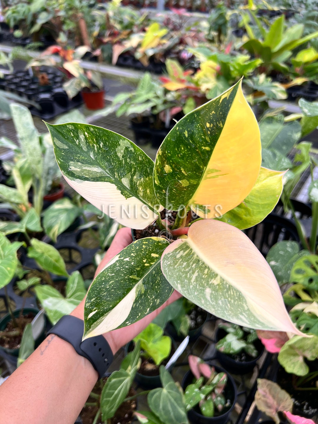 Philodendron Congo Nuclear Pot 4”. Dark Green Leaves With a Touch of ...