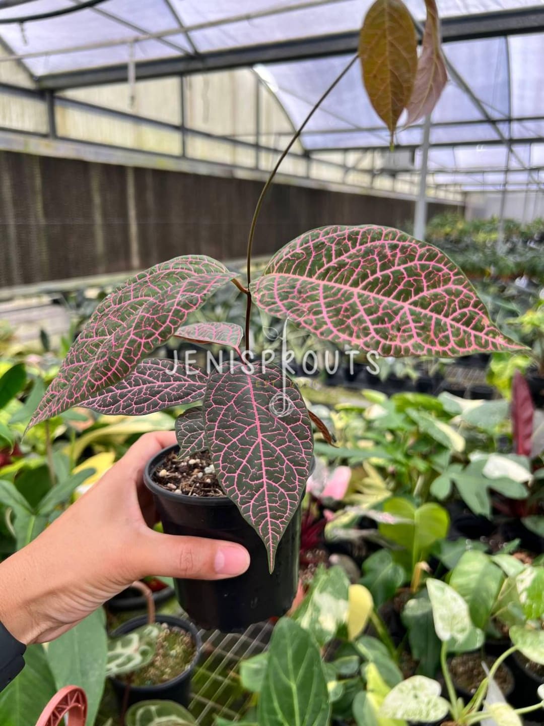 Prestonia Quinquangularis Pink Variegated – Rare Tropical Climber – 4 ...