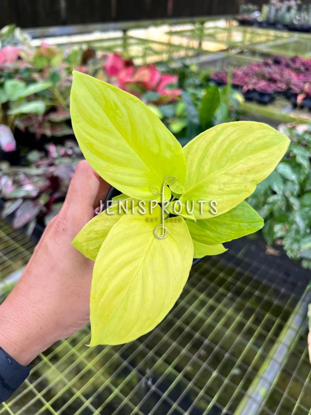 Homalomena Emerald Gem Golden – Compact Glossy Leaf Plant – Easy Indoor ...