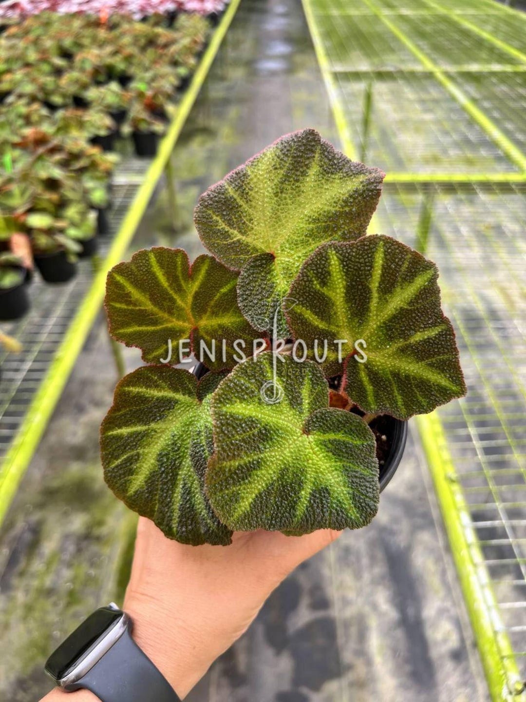 Begonia Soil Mutata Pot 4”. Textured, Vibrant Beauty - Indoor Plants ...
