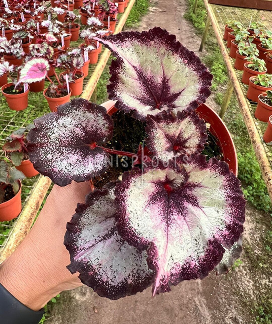 Begonia Vertigo Pot 4 Indoor Plants Houseplant Tropical Foliage - Etsy