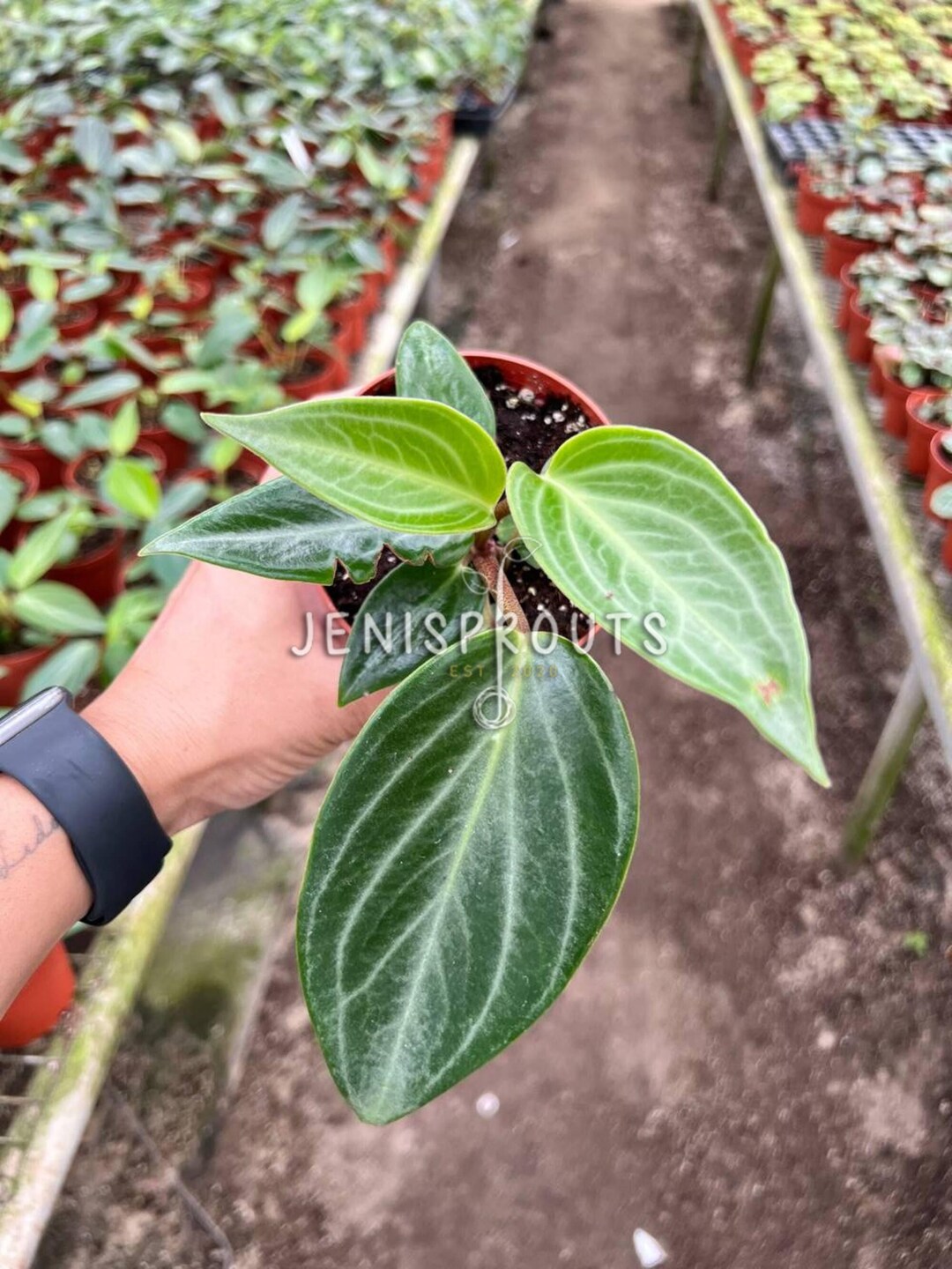 Peperomia Maculosa Pot 4". Glossy, Compact Charm - Indoor Plants ...